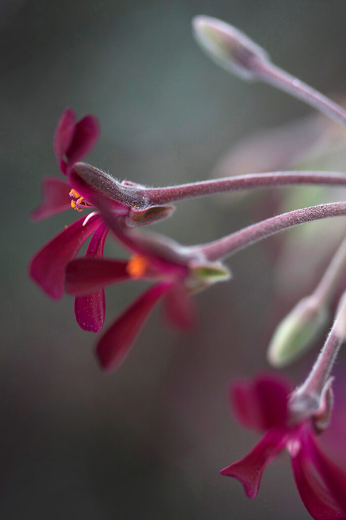 Dark Buds Nature Print For Sale - Denver Concert Photos